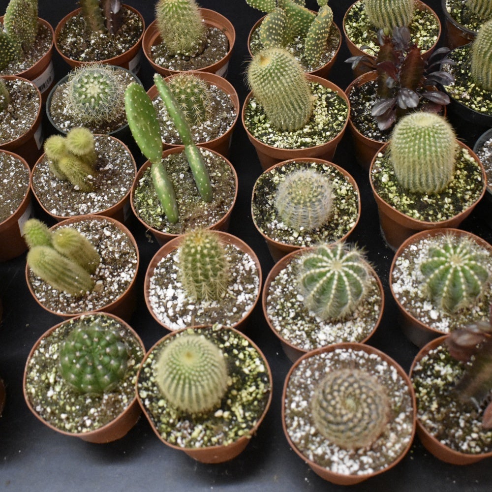 Cactus - Assorted | Sunshine Garden Center and The Flower Room