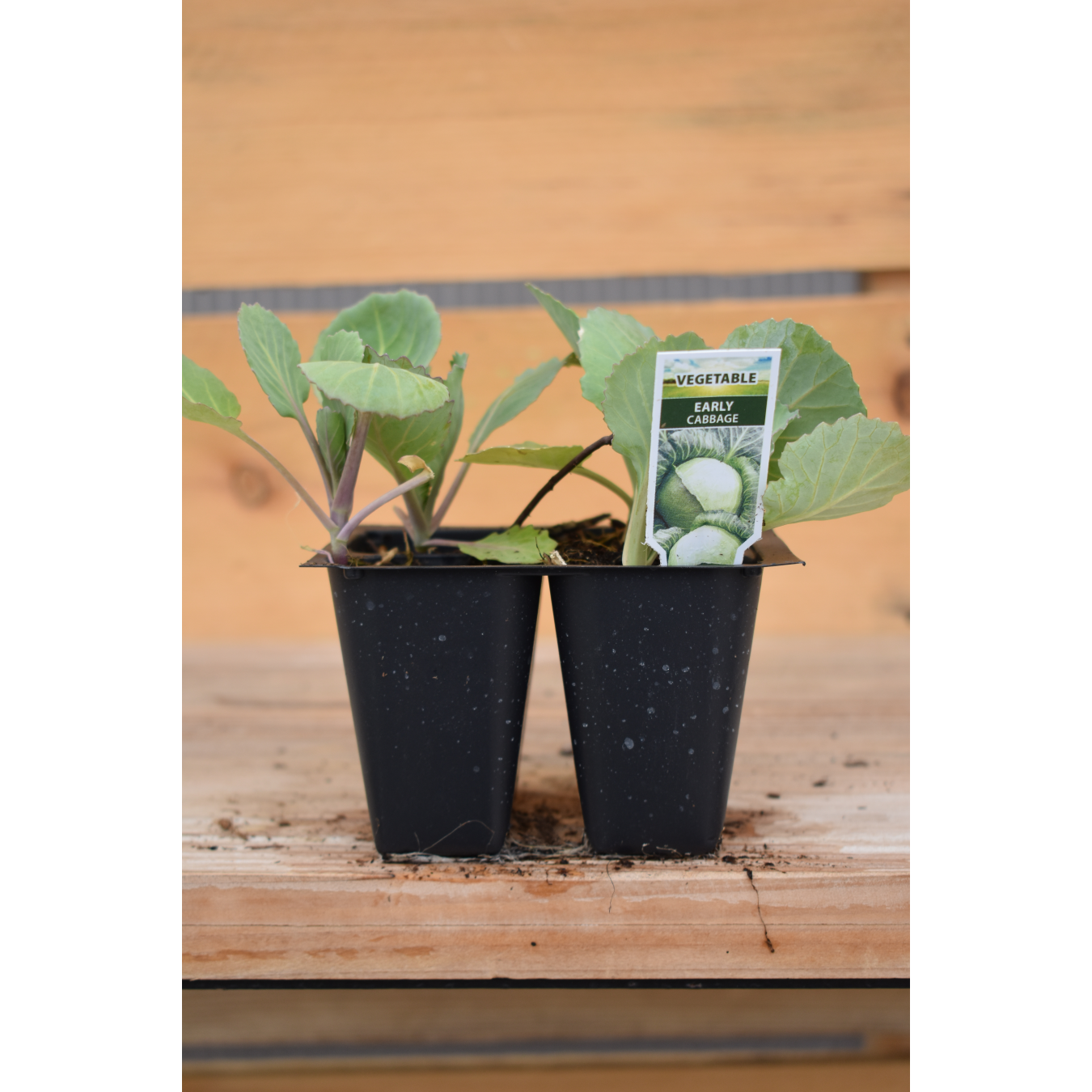 Cabbage | Sunshine Garden Center and The Flower Room