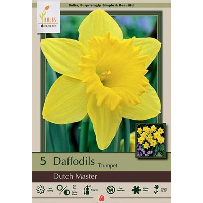 Daffodils - Dutch Master | Sunshine Garden Center and The Flower Room